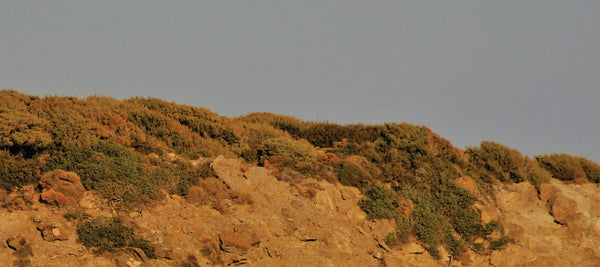 Material Expressions: Labdanum - Paraphrase Perfume